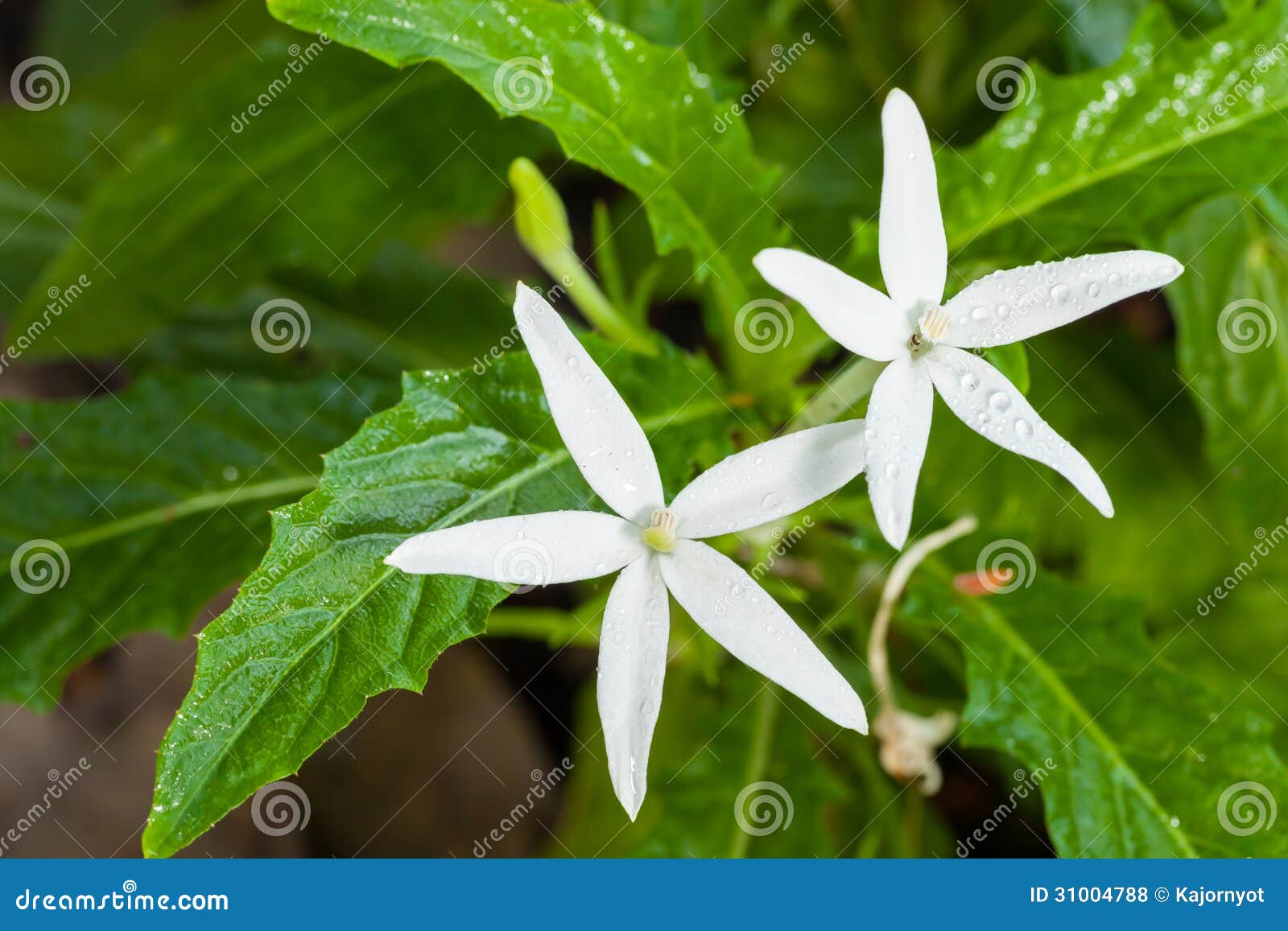 Estrella De La Flor De Belén Foto de archivo - Imagen de verano ...