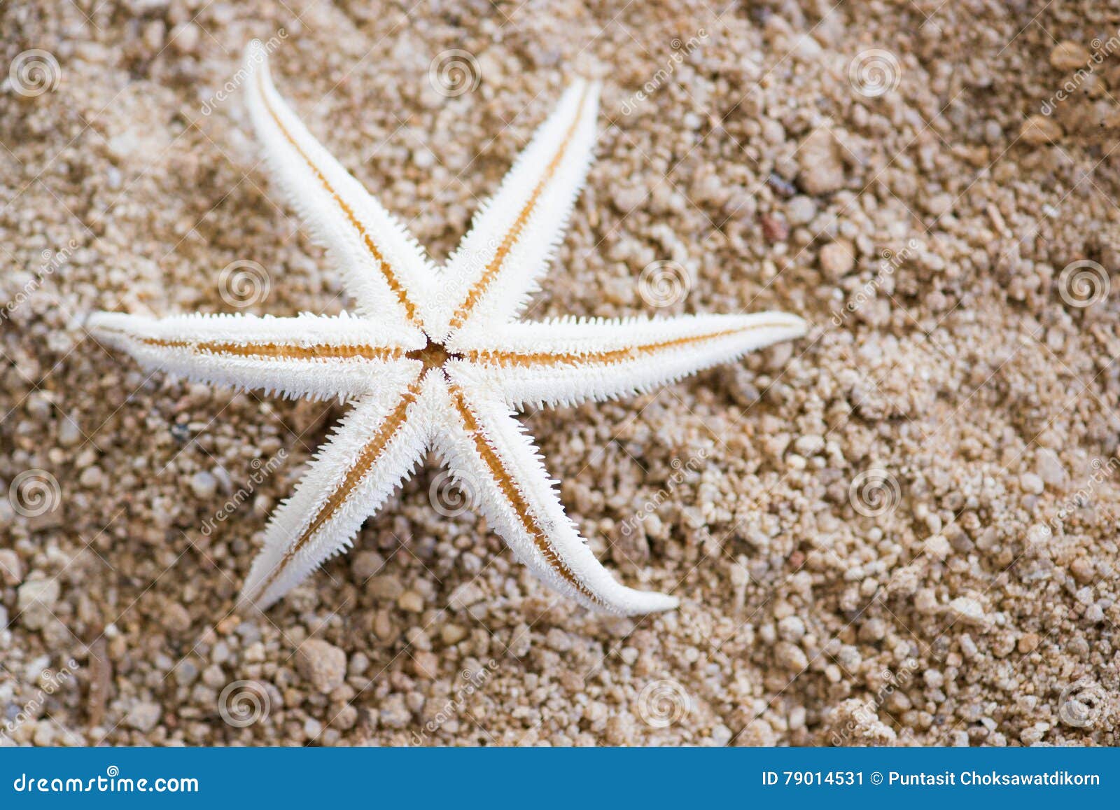 Estrella De Mar Blanca De La Arena Imagen de archivo - Imagen de lejano ...
