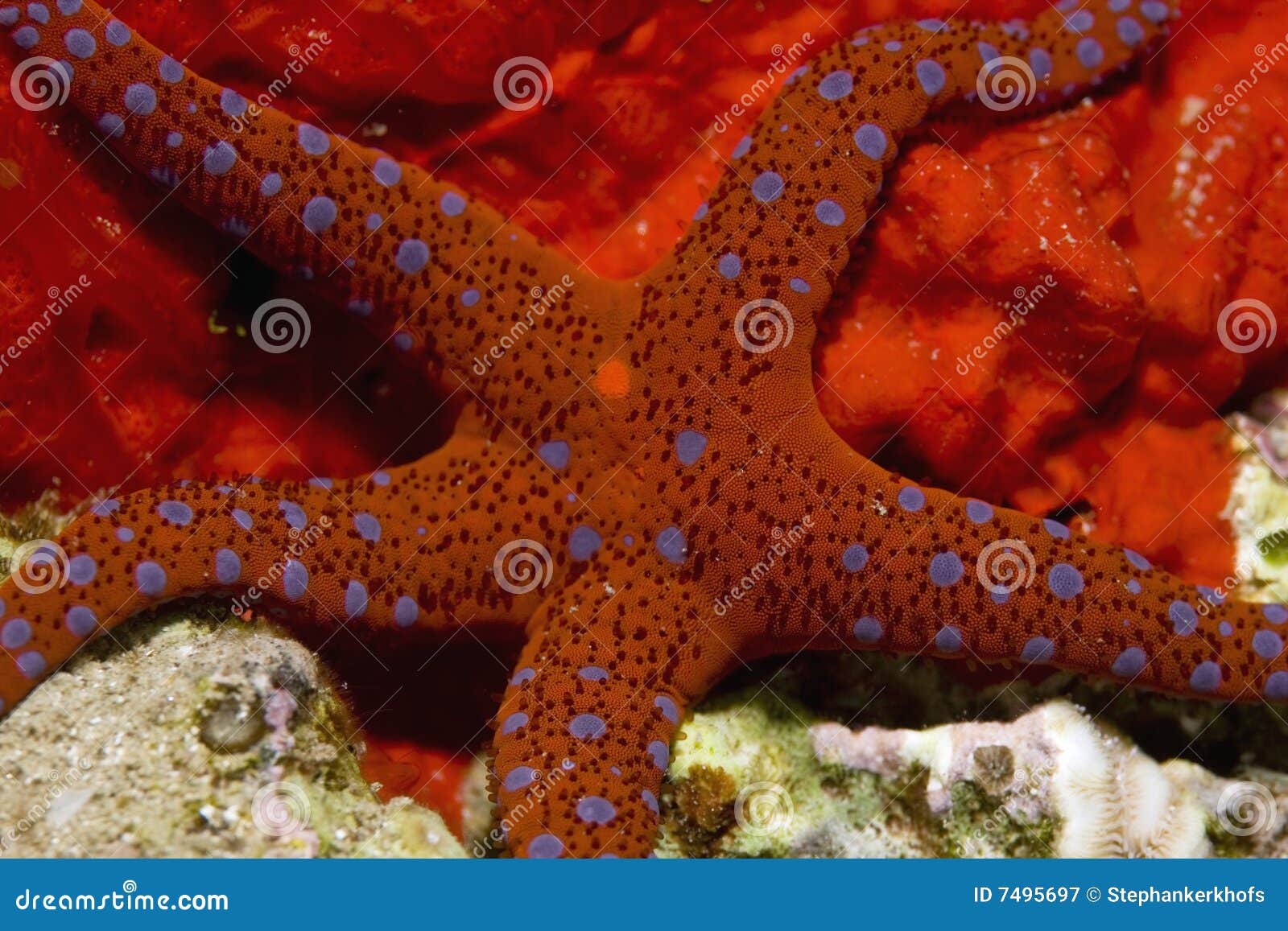 Estrella De Mar De Ghardaqa Imagen de archivo - Imagen de colorido ...