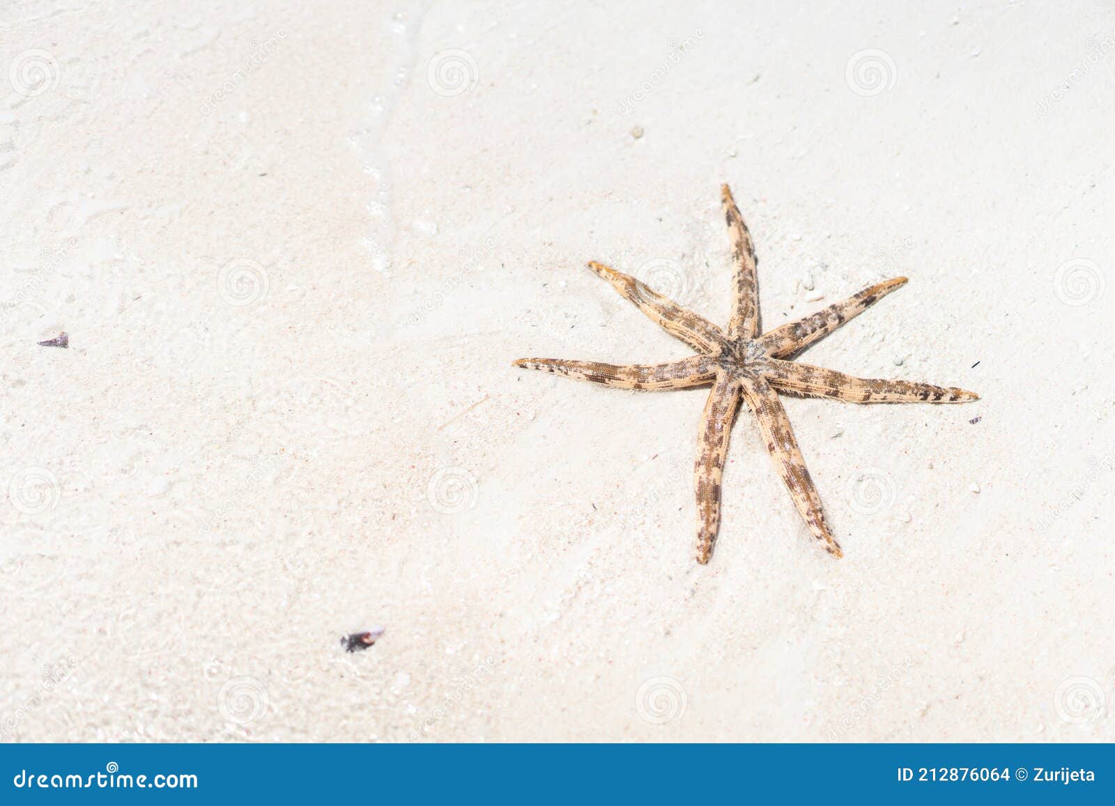 Estrella De Mar En La Arena De La Playa Foto de archivo - Imagen de ...