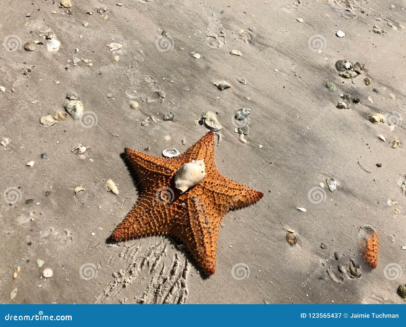 Estrellas De Mar En La Arena Imagen de archivo - Imagen de belleza ...
