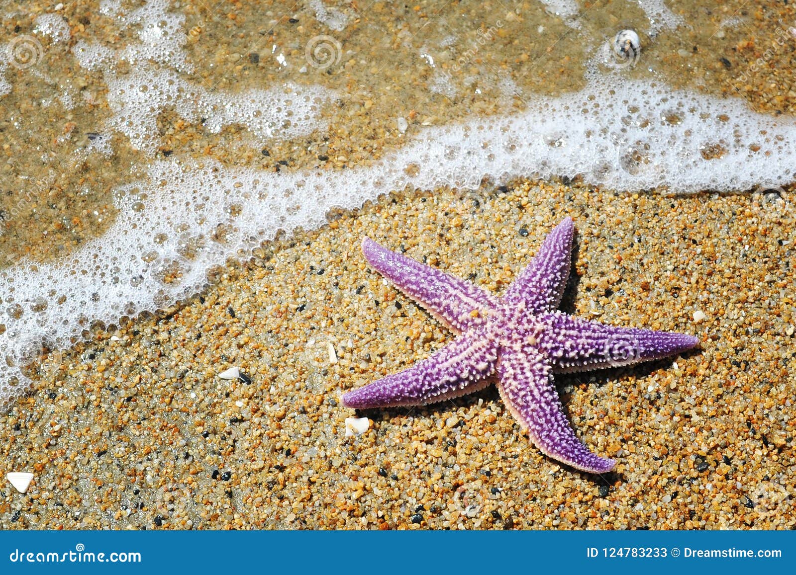 Estrellas De Mar En La Arena Imagen de archivo - Imagen de paisaje ...