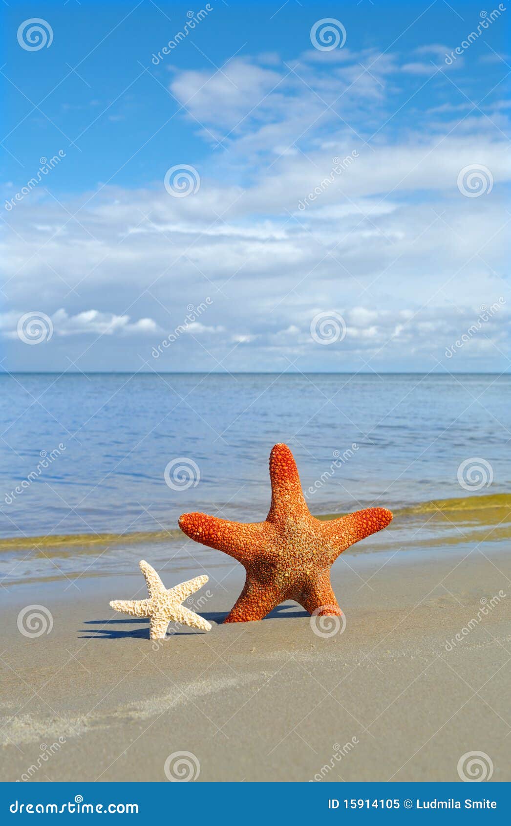 Estrellas De Mar En La Arena. Imagen de archivo - Imagen de playa ...
