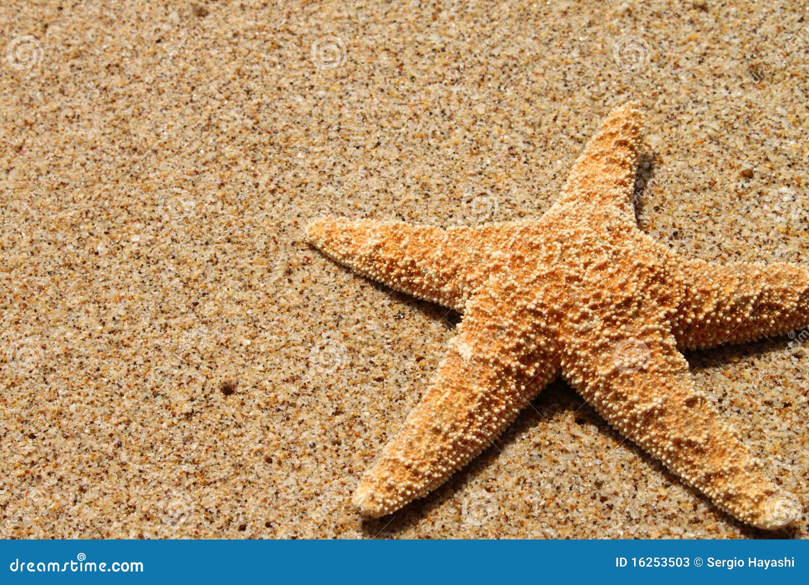 Estrellas De Mar En La Arena Imagen de archivo - Imagen de arena ...