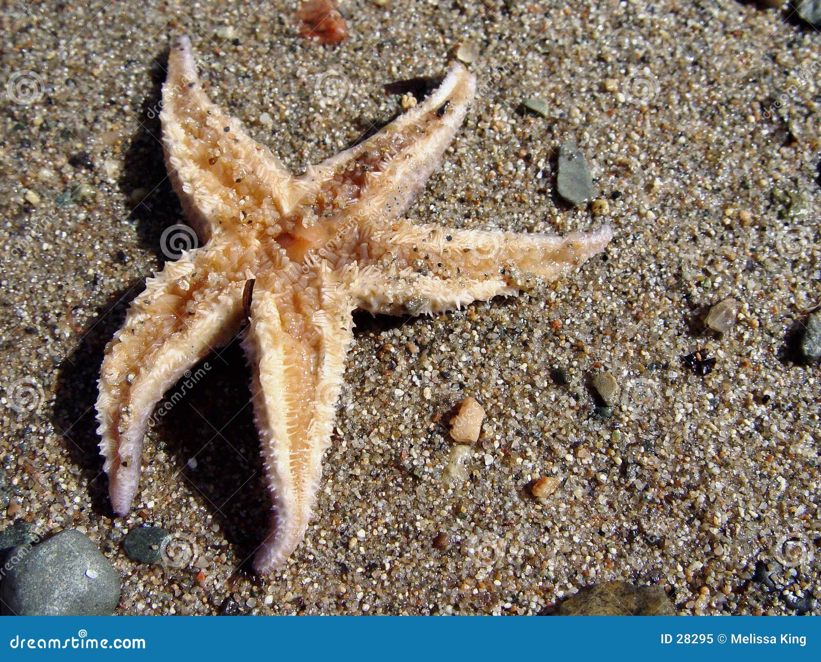 Estrellas De Mar En La Arena Imagen de archivo - Imagen de conceptos ...