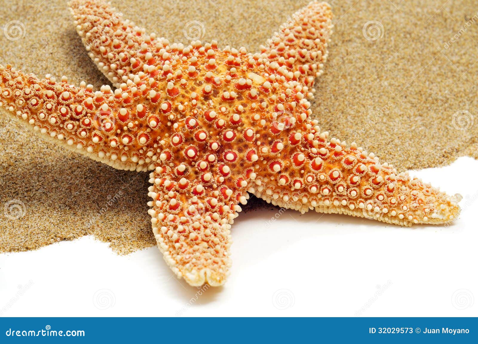 Estrellas De Mar En La Arena Imagen de archivo - Imagen de playa ...
