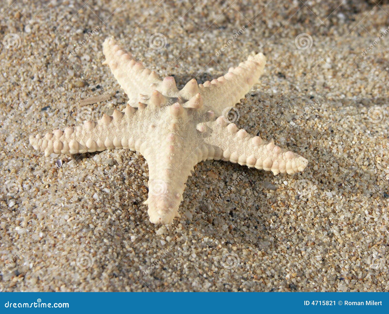 Estrellas De Mar En La Arena Imagen de archivo - Imagen de arena ...