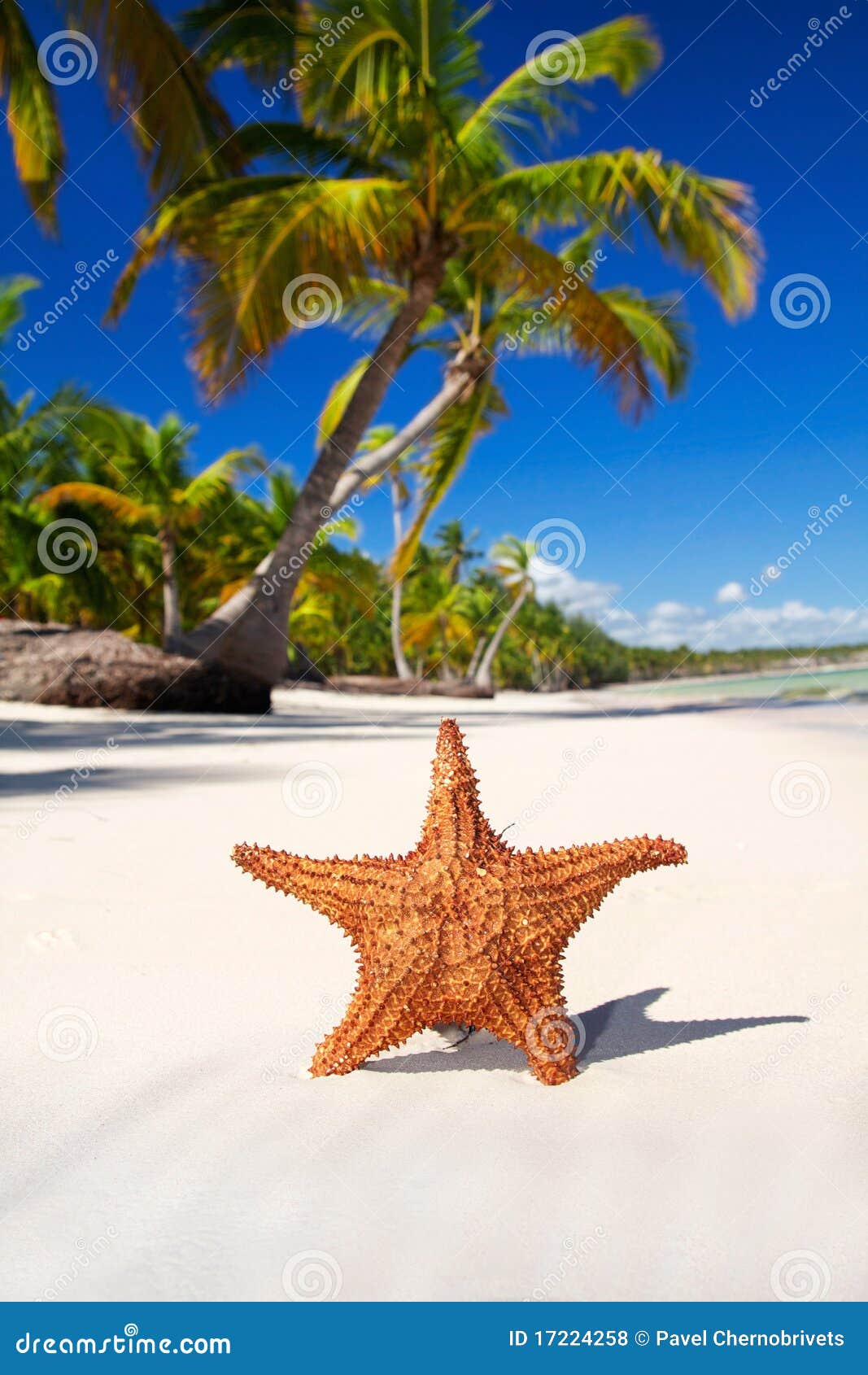 Estrellas De Mar En La Arena Blanca Foto de archivo - Imagen de paisaje ...