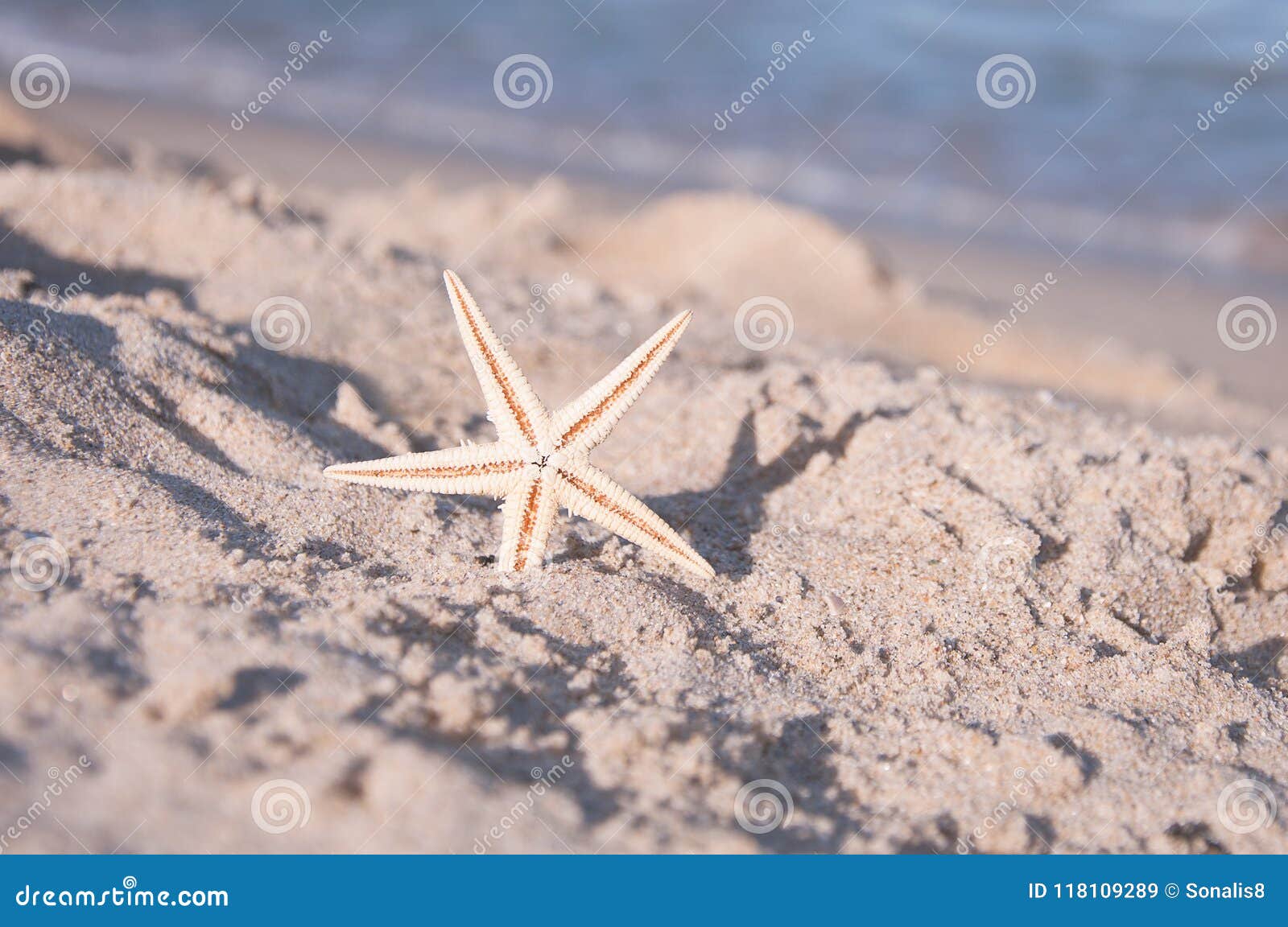 Estrellas De Mar En La Arena Cerca Imagen de archivo - Imagen de negro ...