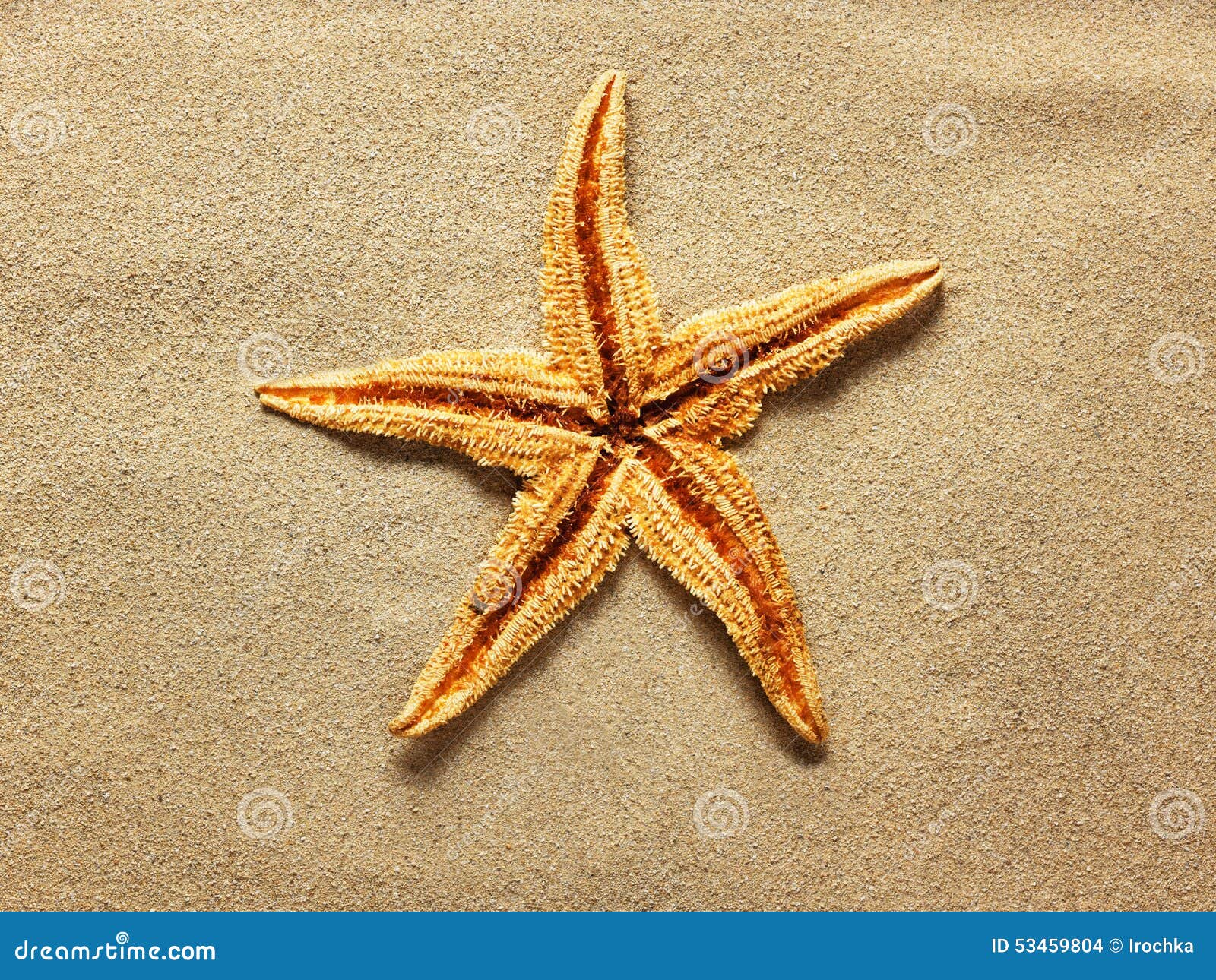 Estrellas De Mar En La Arena De La Playa Foto de archivo - Imagen de ...