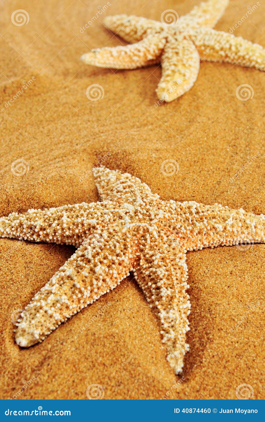 Estrellas De Mar En La Arena De Una Playa Foto de archivo - Imagen de ...