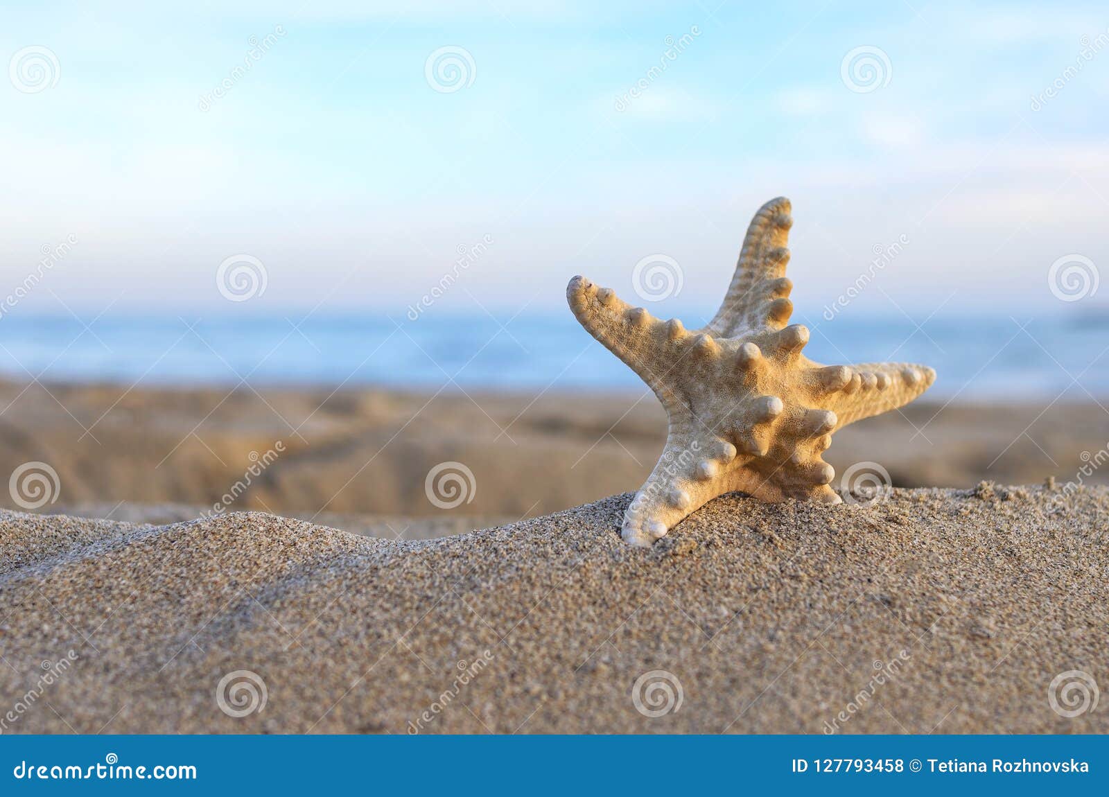 Estrellas De Mar En La Arena En La Playa Foto de archivo - Imagen de ...