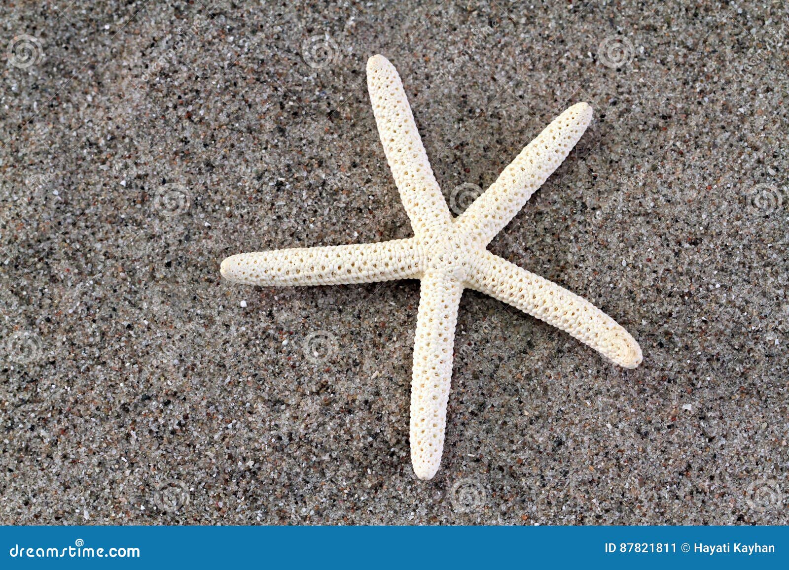 Estrellas De Mar En La Arena De La Playa Imagen de archivo - Imagen de ...