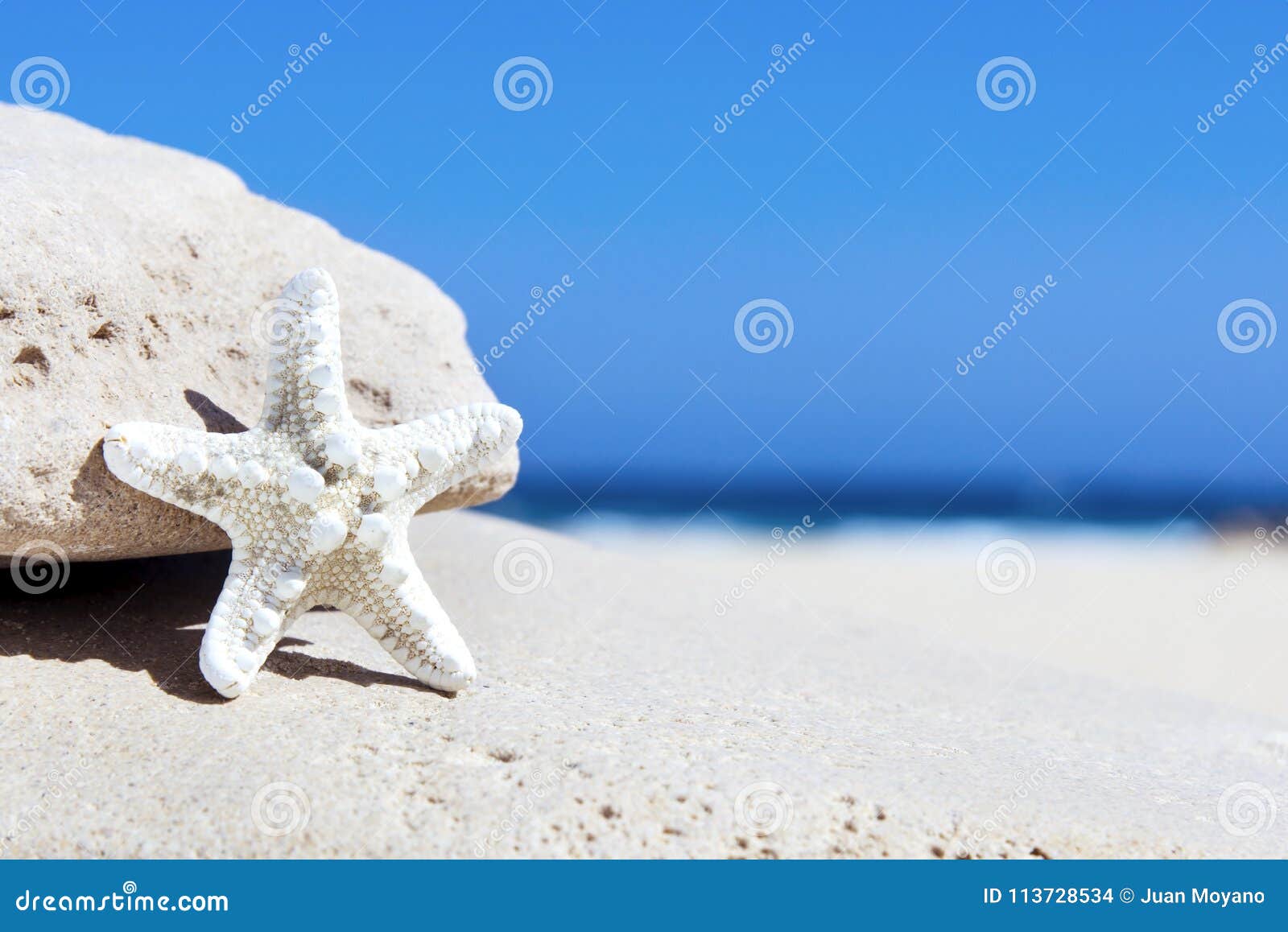 Estrellas De Mar En La Arena De Una Playa Foto de archivo - Imagen de ...