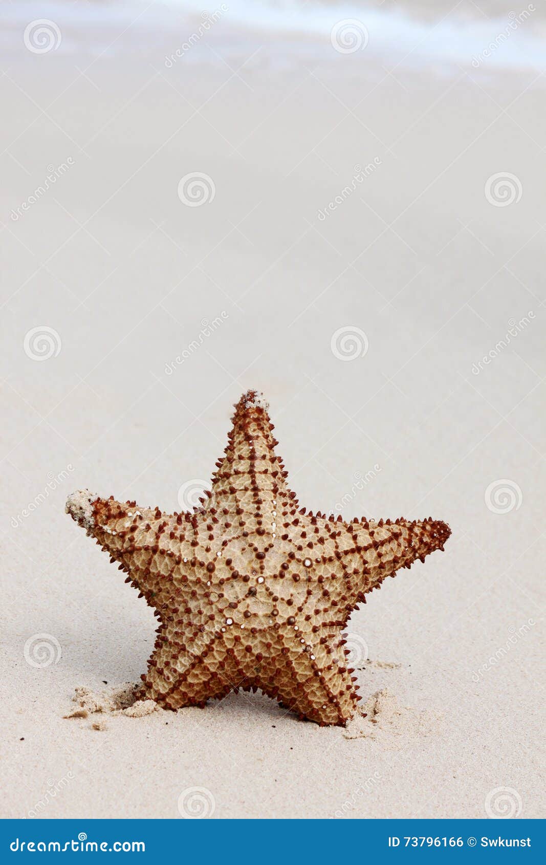 Estrellas De Mar En Una Playa De La Arena Foto de archivo - Imagen de ...