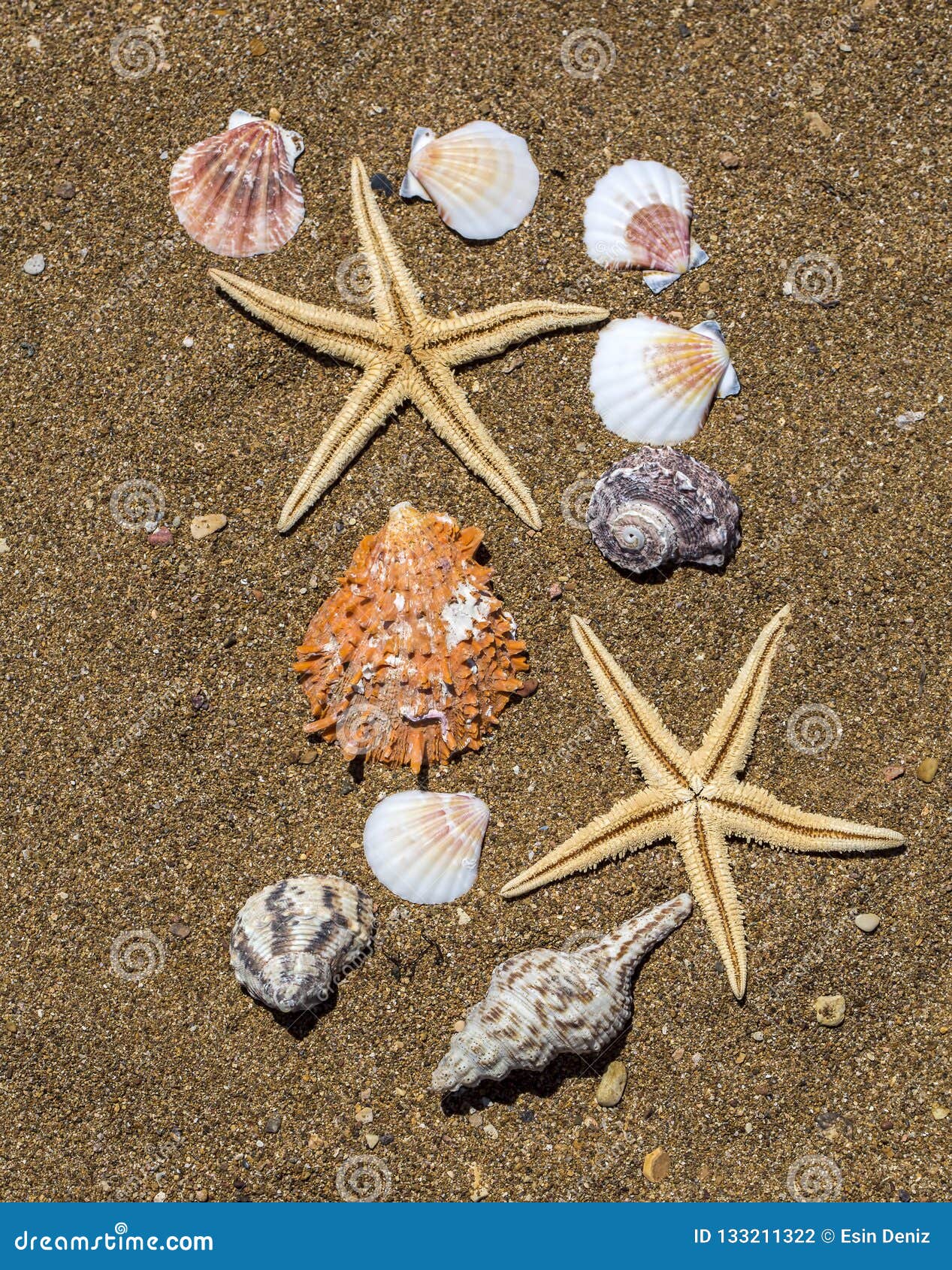 Estrellas De Mar, Perlas, Y Conchas Marinas Que Sorprenden Foto de ...