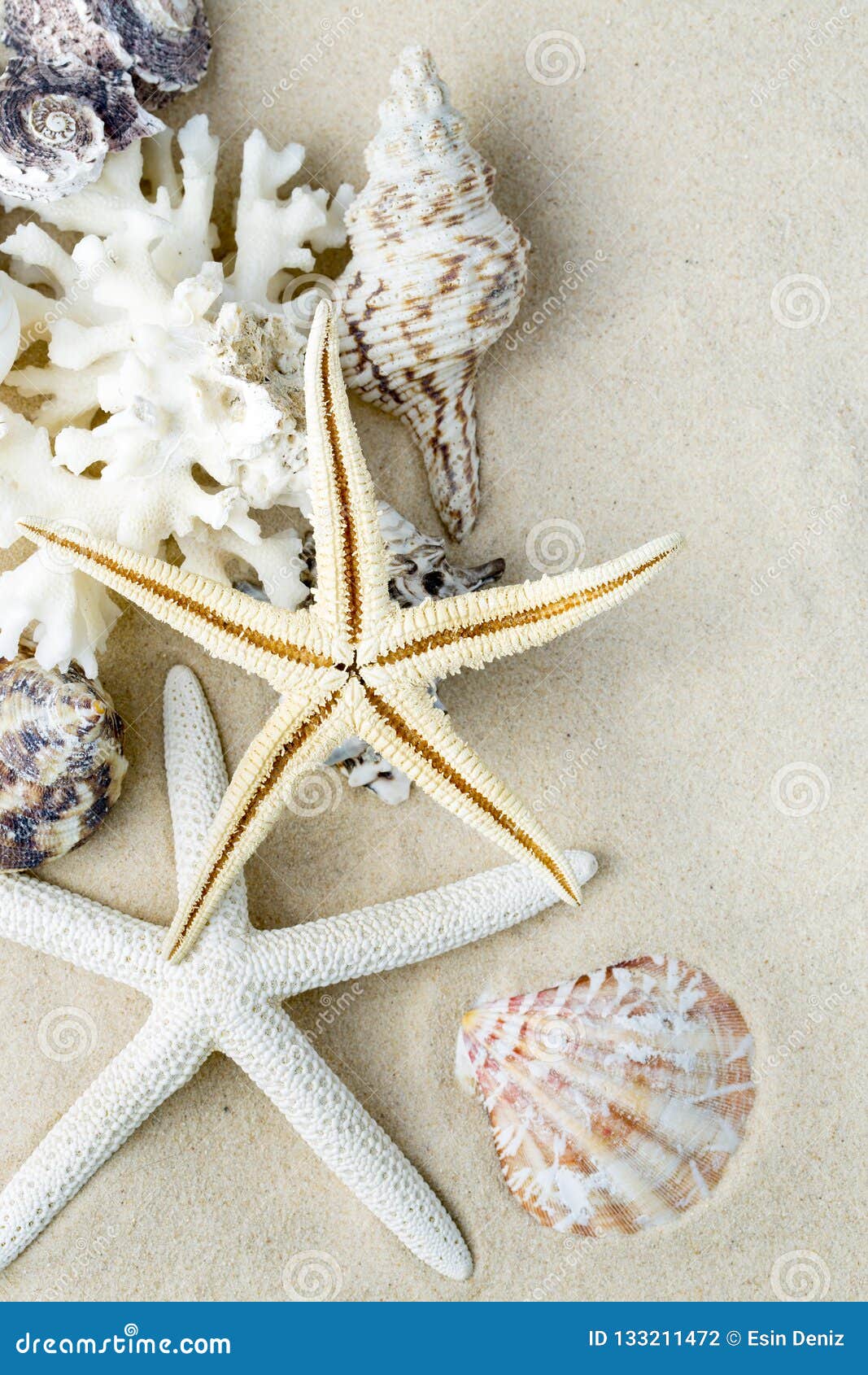 Estrellas De Mar, Perlas, Y Conchas Marinas Que Sorprenden Foto de ...
