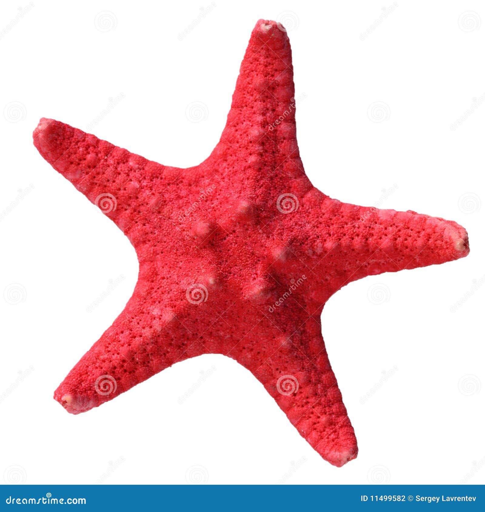 Estrellas de mar rojas foto de archivo. Imagen de equinodermo - 11499582