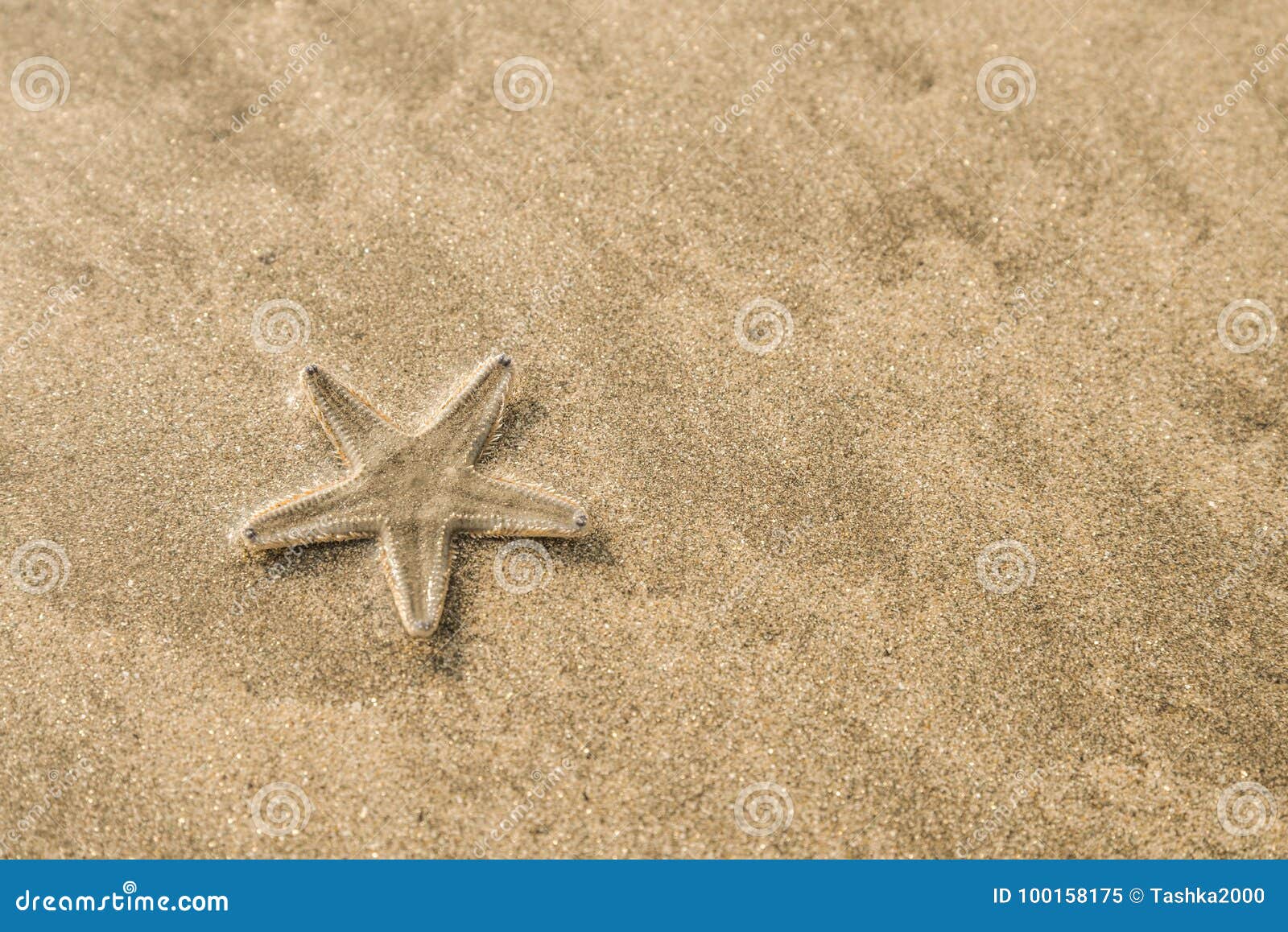 Estrellas De Mar Vivas En La Arena De La Playa Imagen de archivo ...