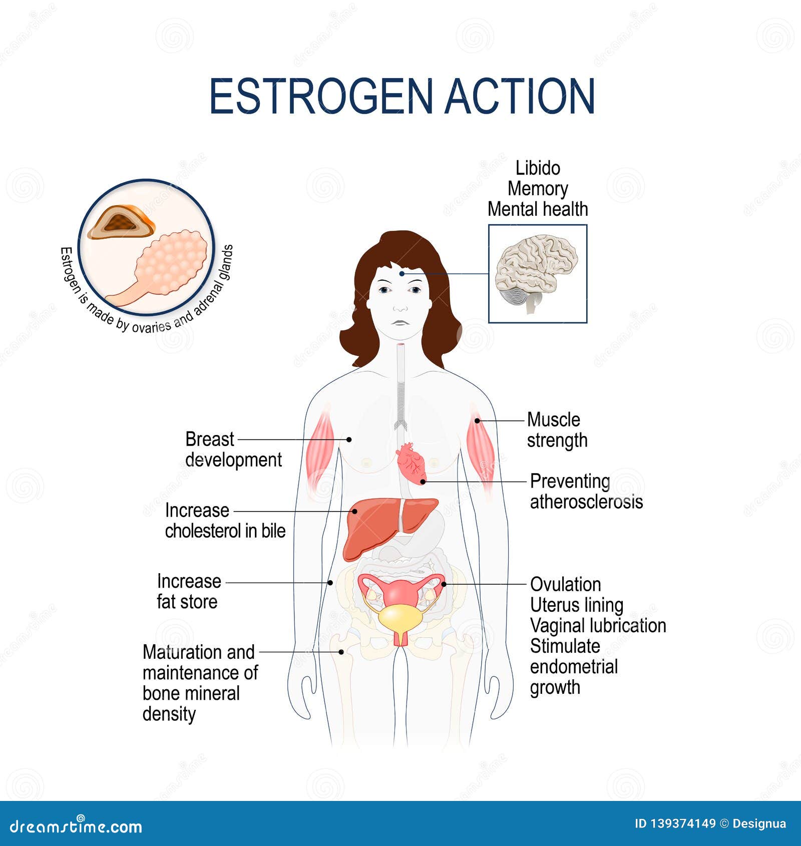 Estrogen Action Woman Silhouette With Highlighted Internal Organs Stock Vector Illustration