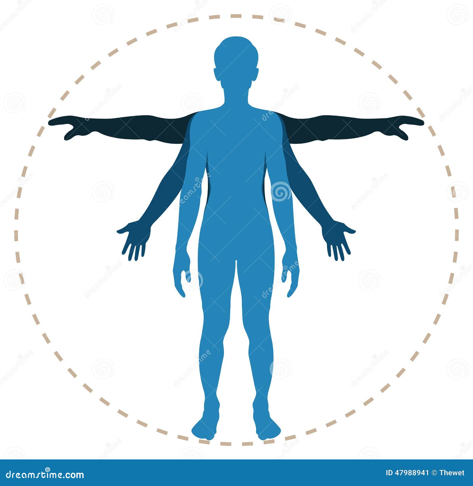 Estructura corporal humana stock de ilustración. Ilustración de desnudo ...