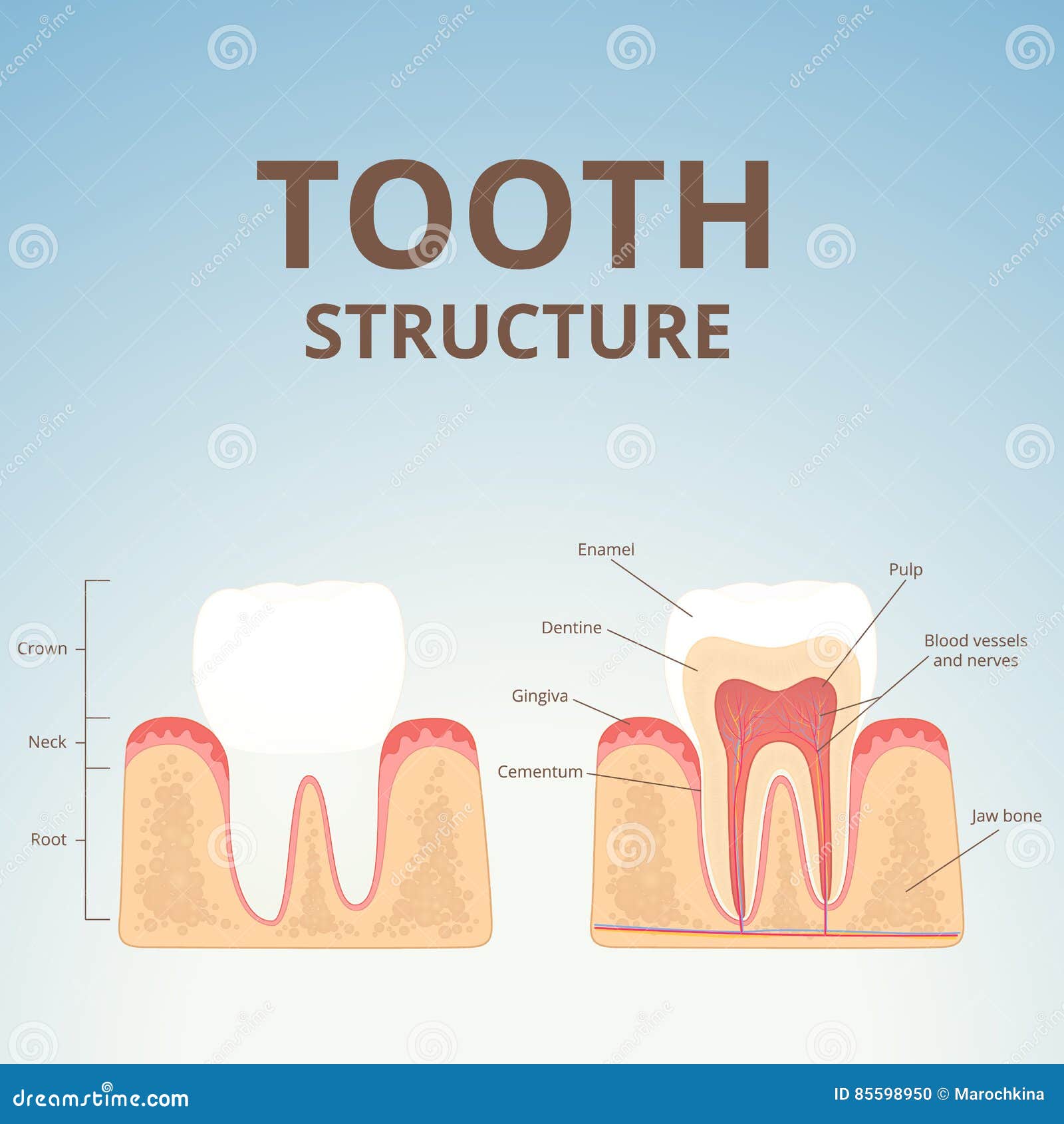 Estructura De Dientes Humanos Ilustración del Vector - Ilustración de ...