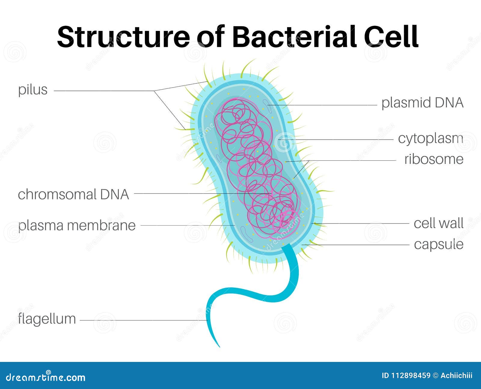 Estructura De La Célula Bacteriana Stock de ilustración - Ilustración ...
