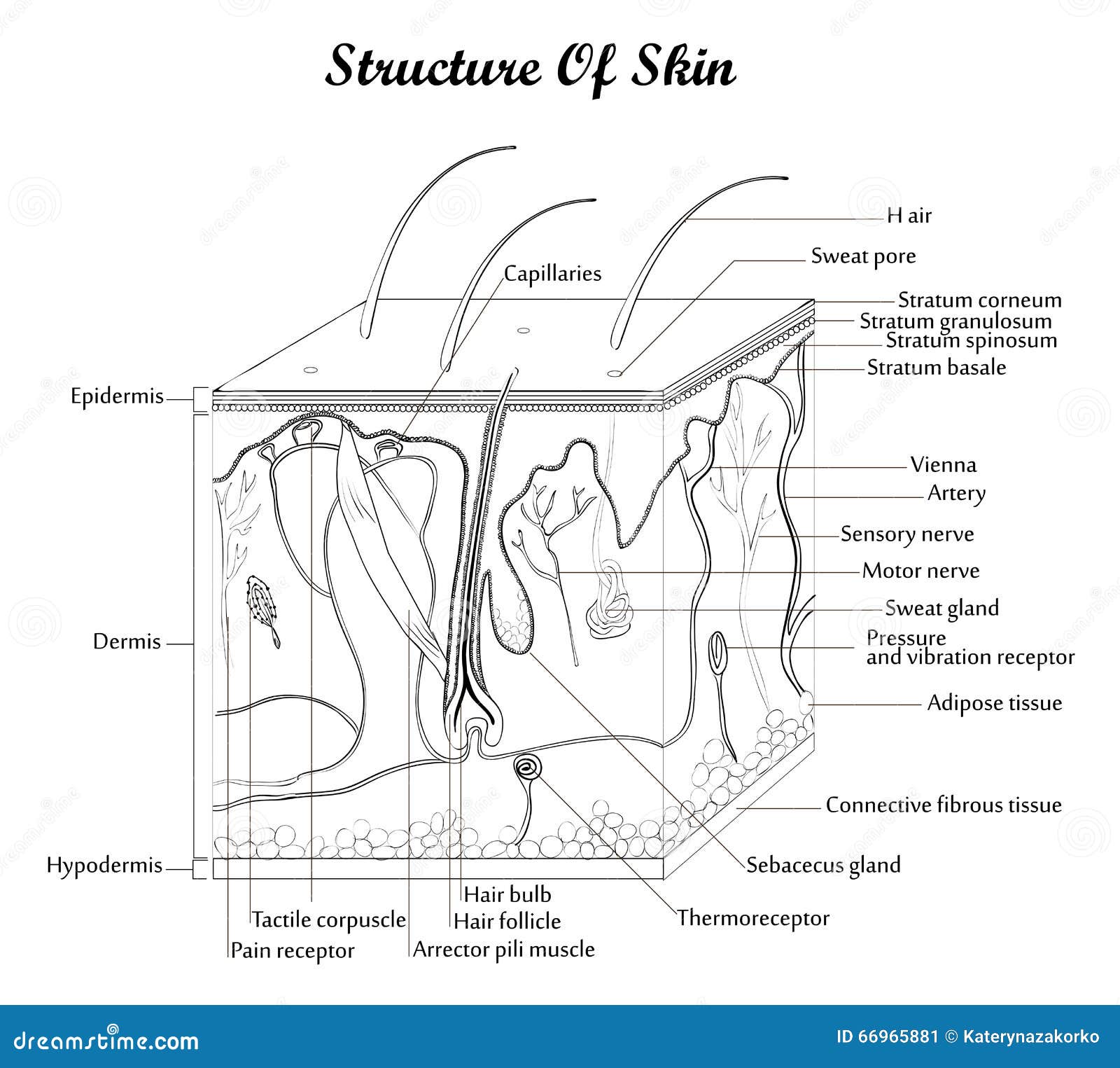 Estructura de la piel ilustración del vector. Ilustración de recortado ...