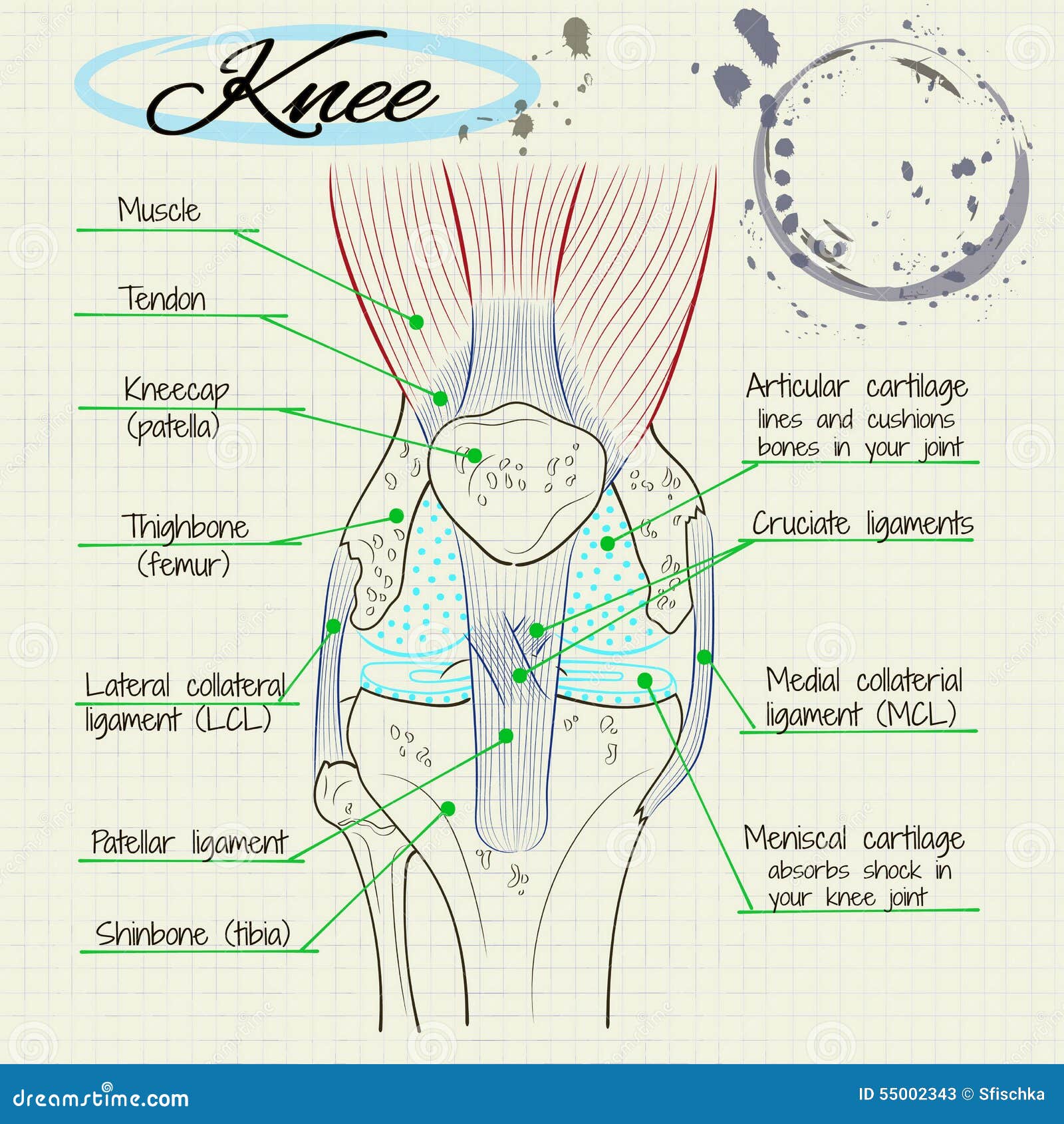 Estructura De La Rodilla Humana Ilustración del Vector - Ilustración de ...