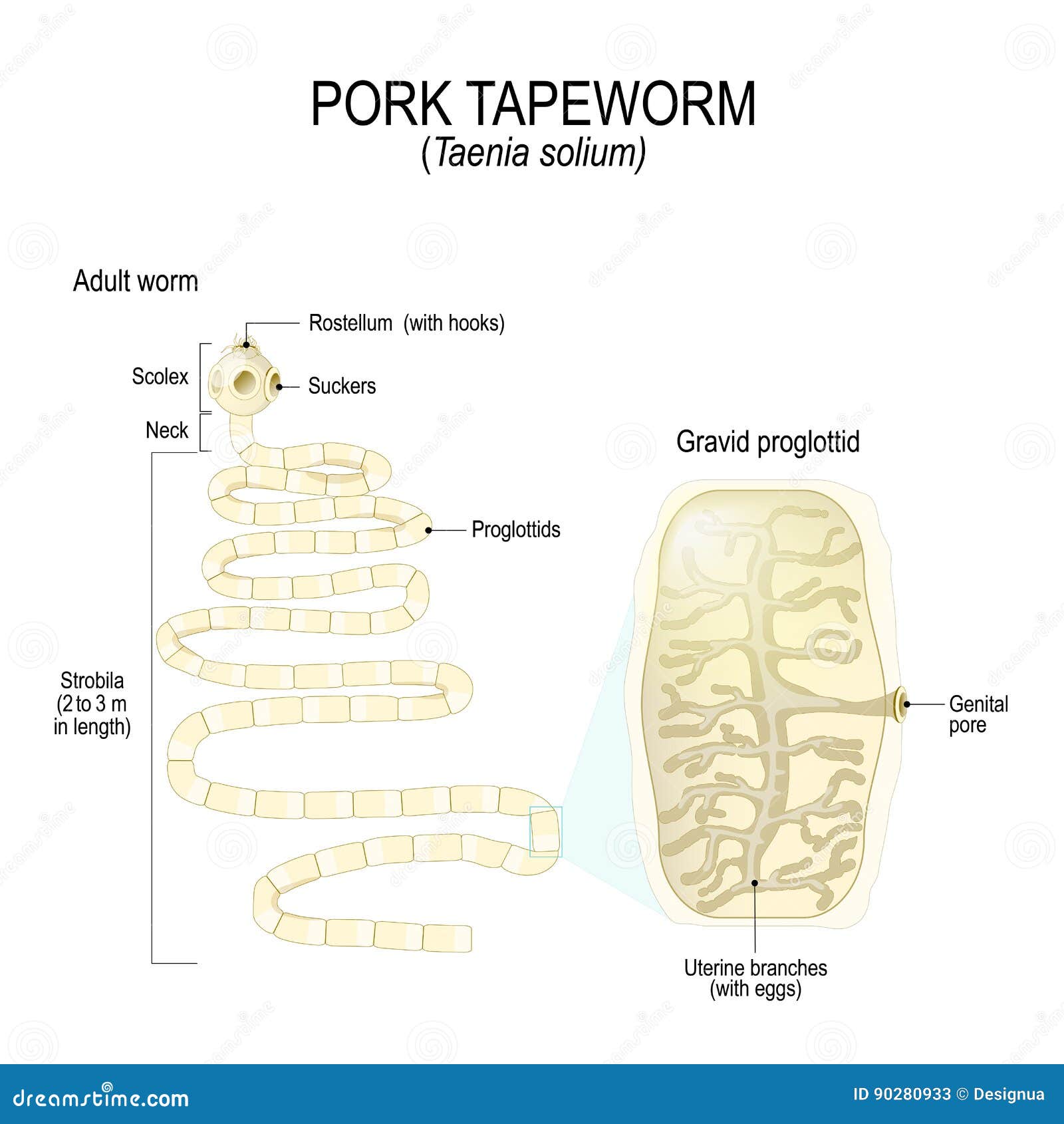 Estructura De La Tenia Solium Ilustración del Vector - Ilustración de ...