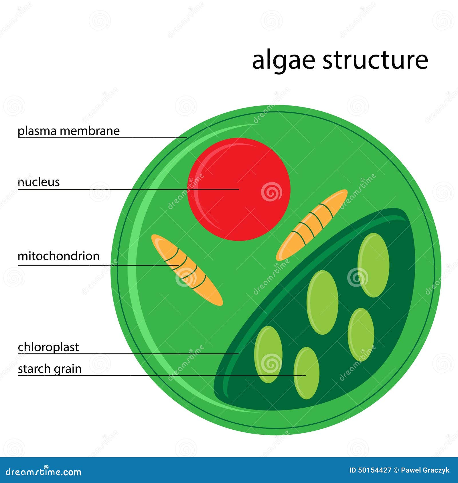 Estructura De Las Algas Del Vector Ilustración del Vector - Imagen ...