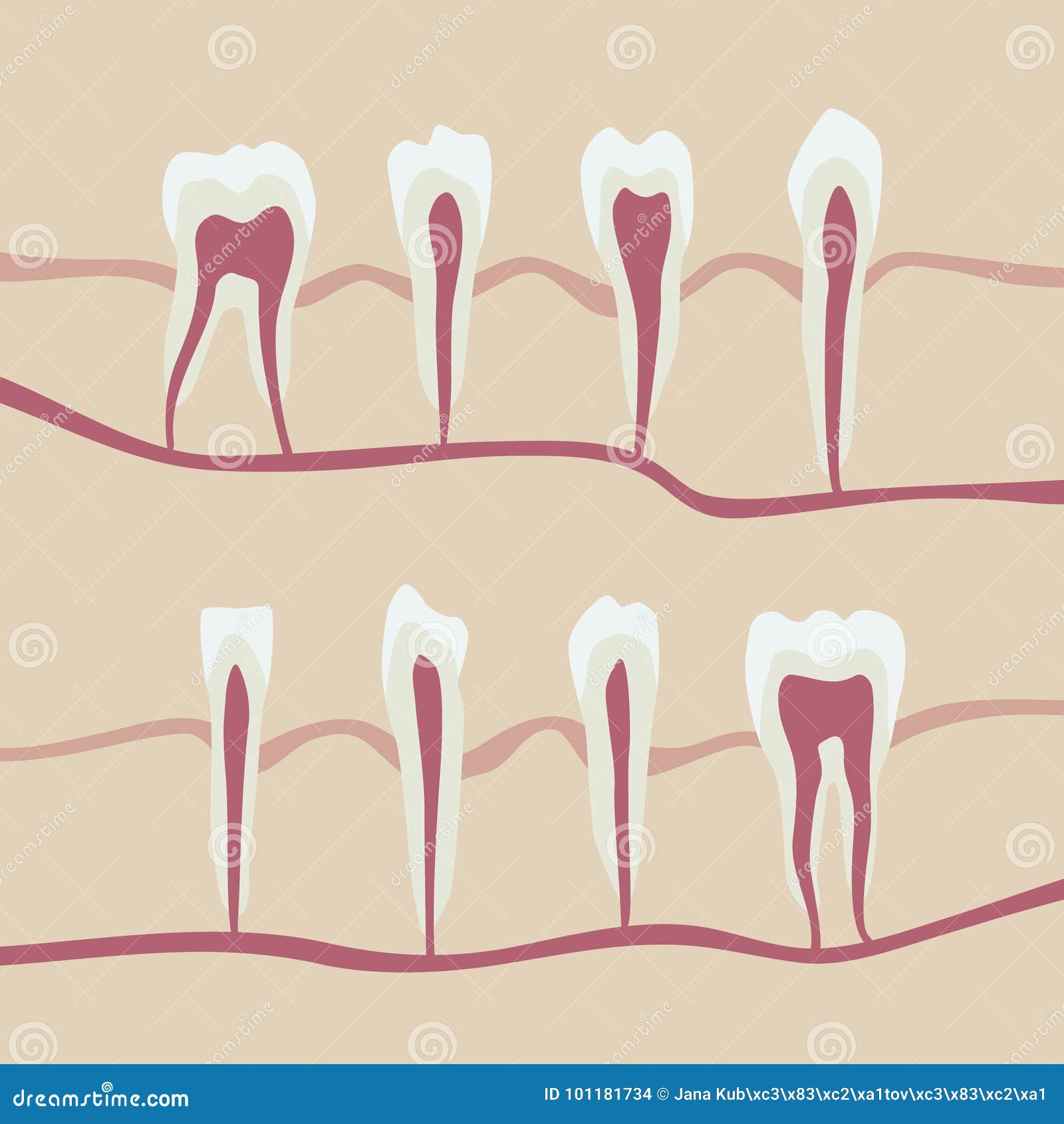Estructura de los dientes ilustración del vector. Ilustración de corona ...