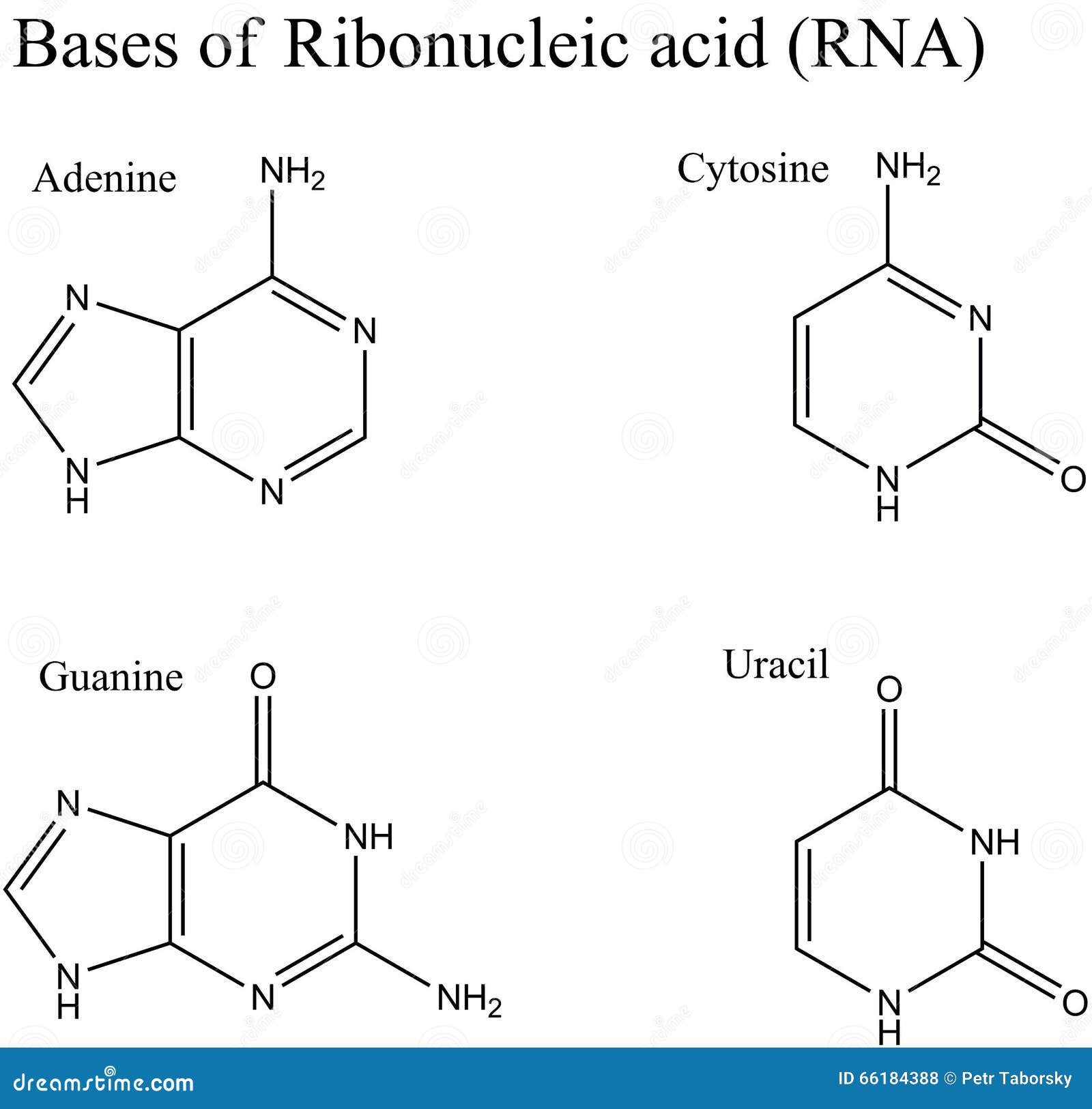 Estructura De Los Nucleobases Del ARN Stock de ilustración ...