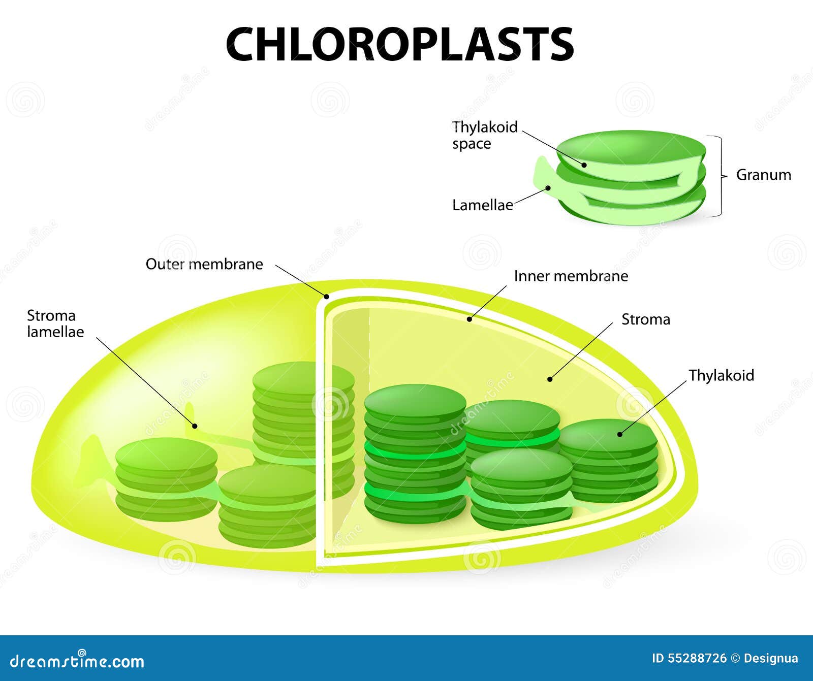 Estructura De Un Cloroplasto Ilustración del Vector - Ilustración de ...