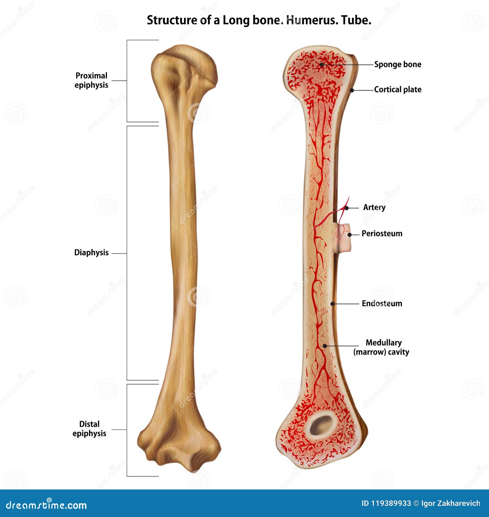 Partes Del Hueso _ Hueso esfenoides: Anatomía, función y desarrollo – UESL