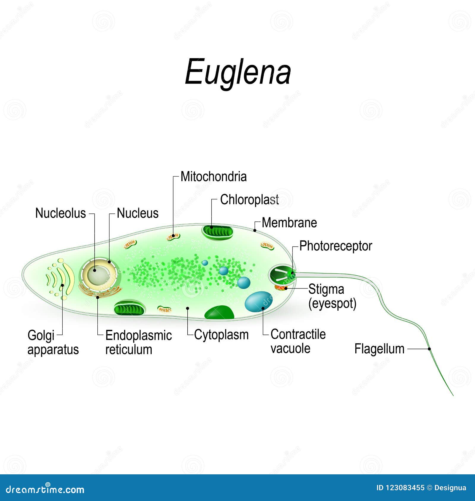 Estructura de una Euglena ilustración del vector. Ilustración de ...