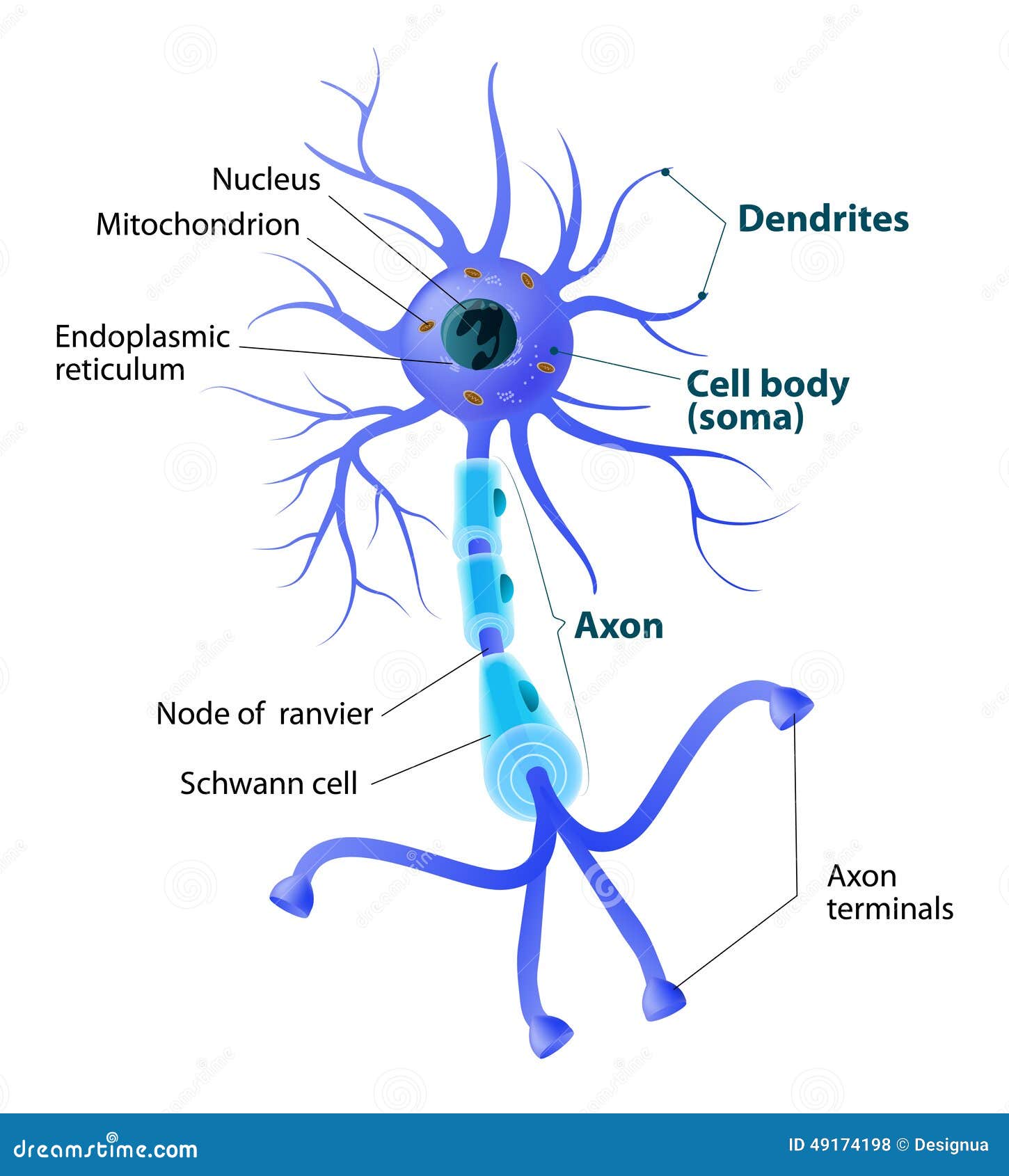 Estructura De Una Neurona De Motor Ilustración del Vector - Ilustración ...