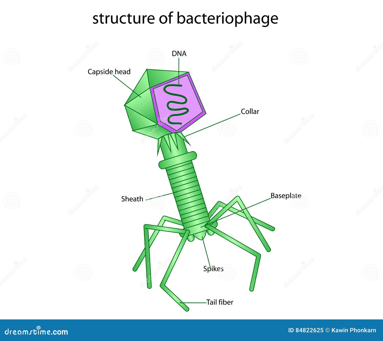 Estructura Del Bacteriófago Ilustración del Vector - Ilustración de humano, atado: 84822625