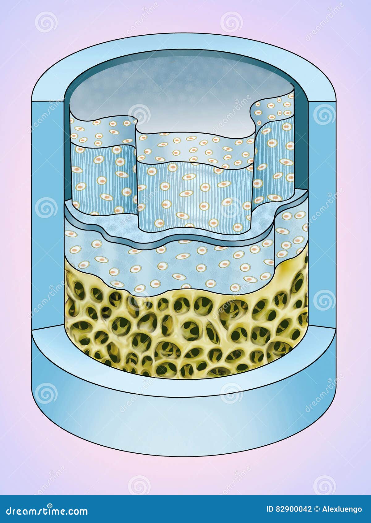 Estructura Del Cartilago Fibroso Royalty-Free Stock Image ...