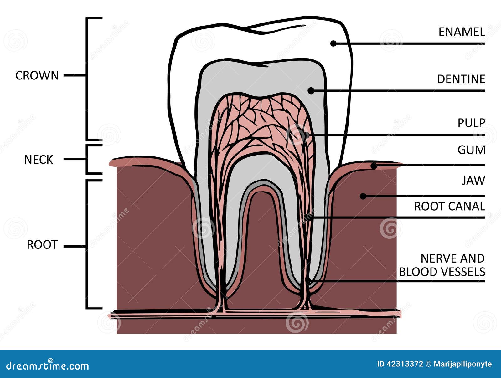 Estructura del diente stock de ilustración. Ilustración de abolladura ...