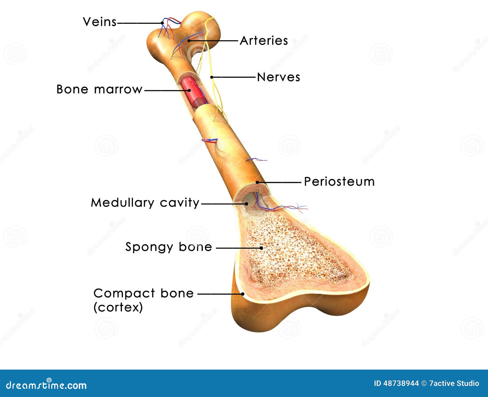 Estructura del hueso stock de ilustración. Ilustración de salud - 48738944