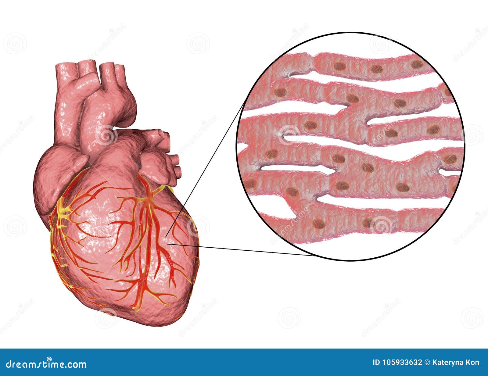 Estructura Del Músculo Cardíaco Stock de ilustración - Ilustración de ...