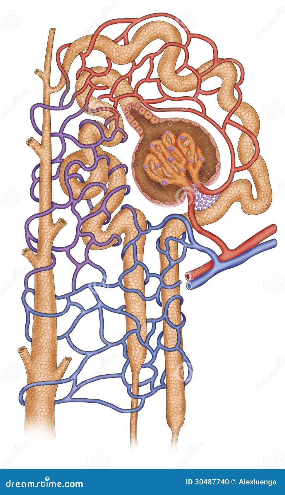 Nroer File Image Structure Of Nephron