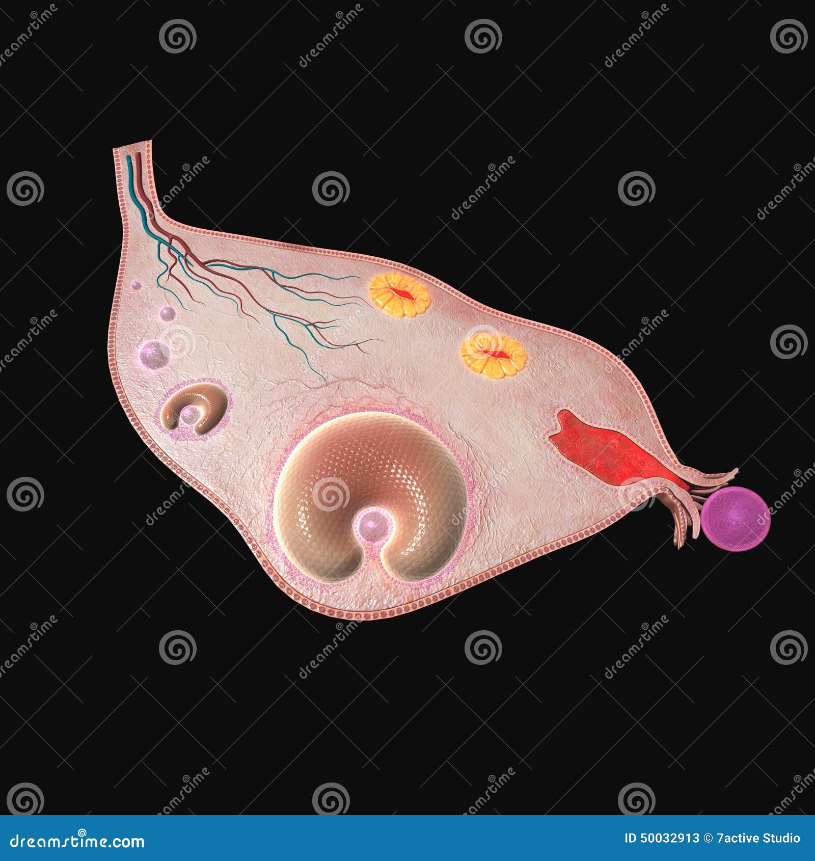 Estructura del ovario stock de ilustración. Ilustración de color - 50032913