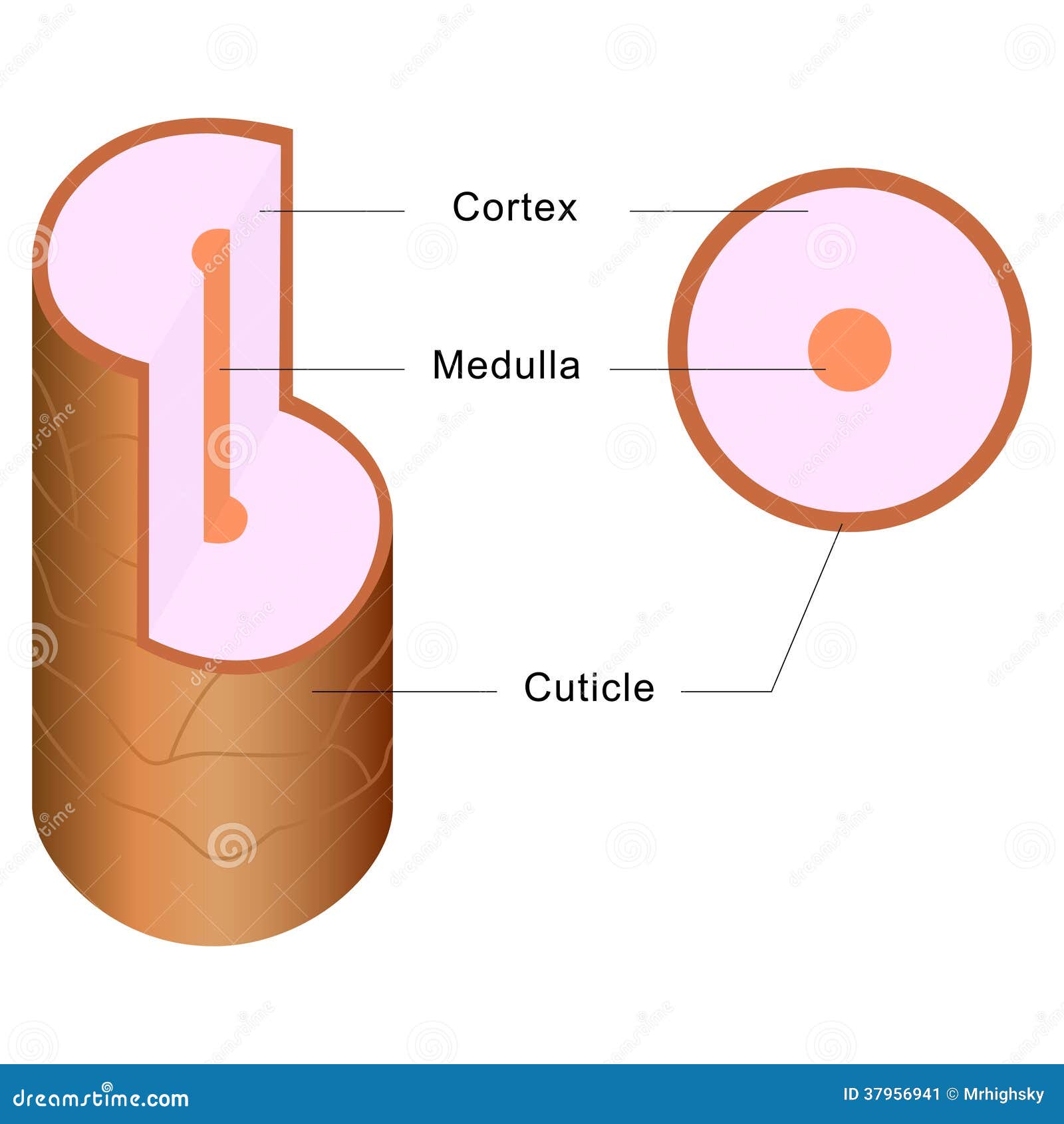 Estructura Del Pelo Imagen de archivo - Imagen: 37956941