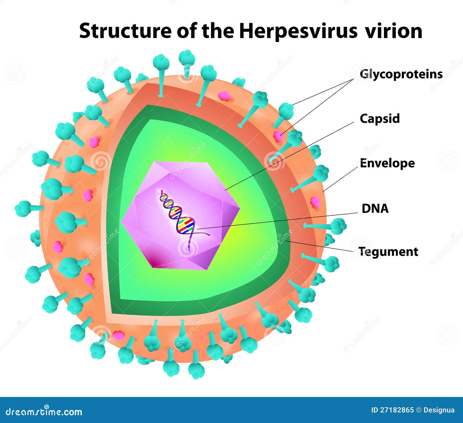 Estructura Simple Del Virus Virología, Epidemiología Y Mecanismos De