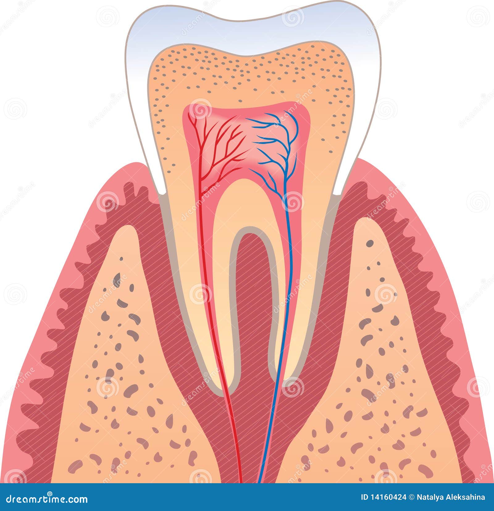 Estructura Humana Del Diente Ilustración del Vector - Ilustración de ...