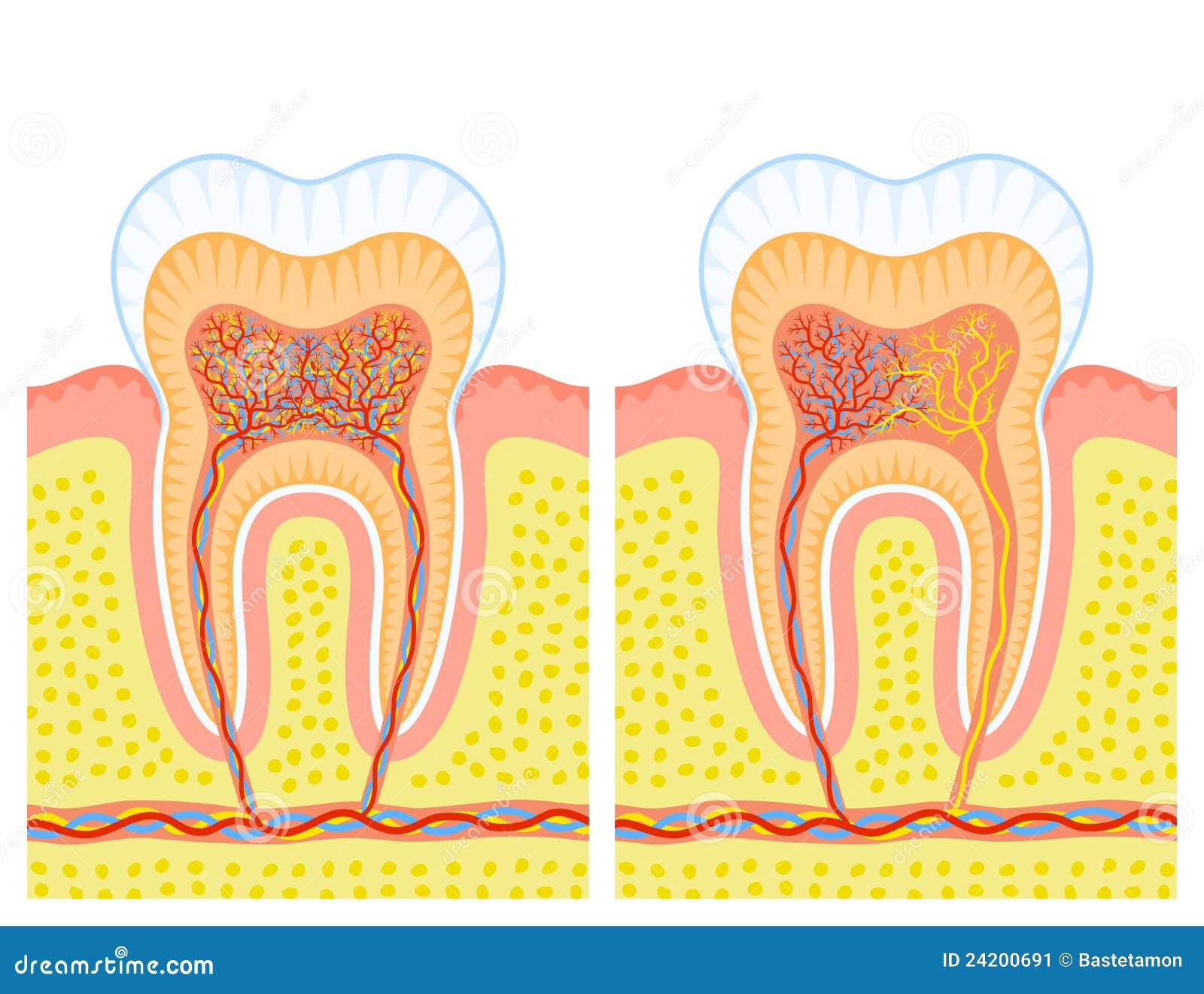 Estructura Interna Del Diente Ilustración del Vector - Ilustración de ...
