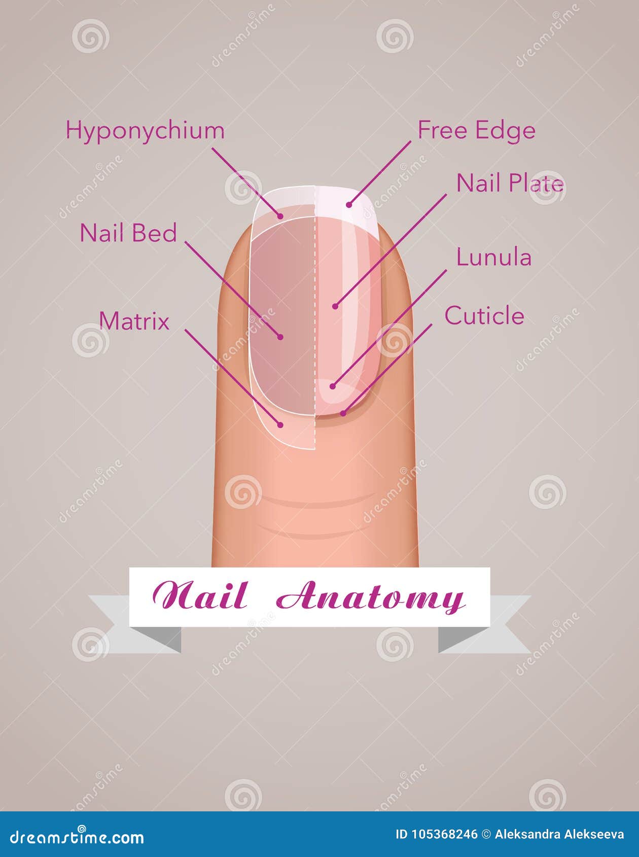 Estructura Y Anatomía Del Vector Humano Del Clavo Ilustración del ...