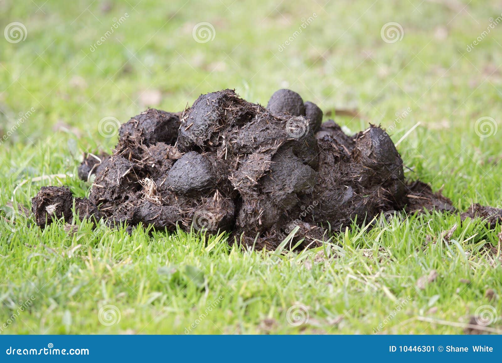 Estrume imagem de stock. Imagem de fertilizante, marrom - 10446301